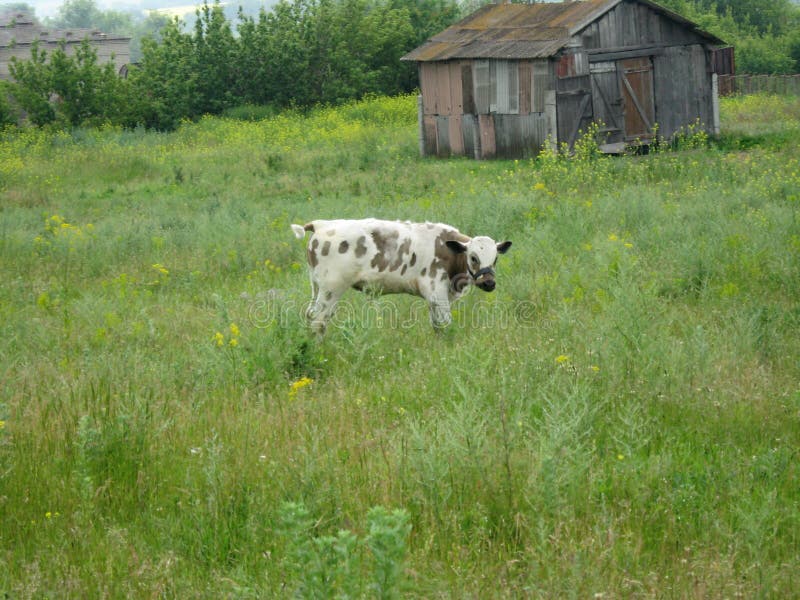 A little cow in the field stock image. Image of little - 91677481