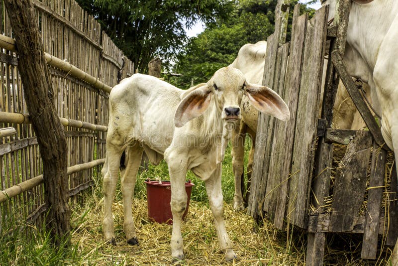 Barns 3 stock photo. Image of wheat, prairie, farm, agriculture - 5459530
