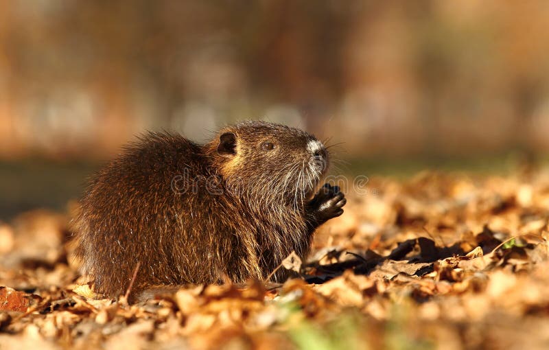 Little coypu stock photo. Image of baby, young, little - 37138666