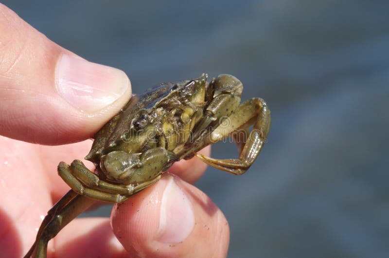 Little crab stock image. Image of meat, fresh, nature - 27580709