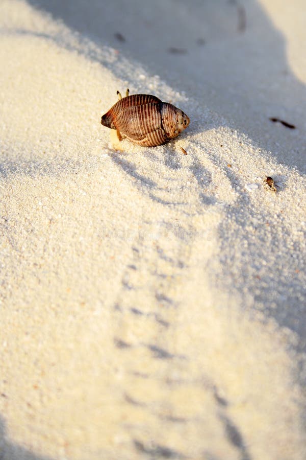 Little crab stock image. Image of travel, conch, shell - 37704307