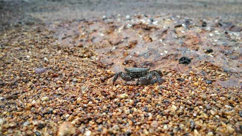 Little crab stock image. Image of close, asia, mystical - 73618403