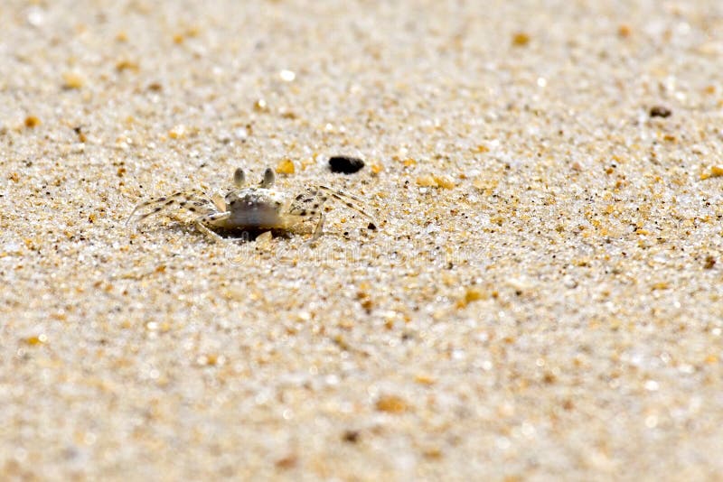 Little crab crawling stock photo. Image of tropical, seashore - 79257508