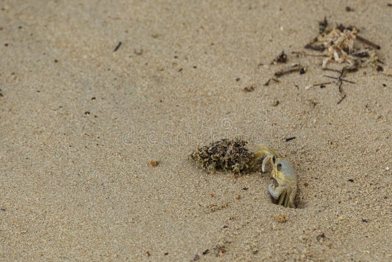 Little Crab Entering Its Burrow in the Sand Stock Photo - Image of ...