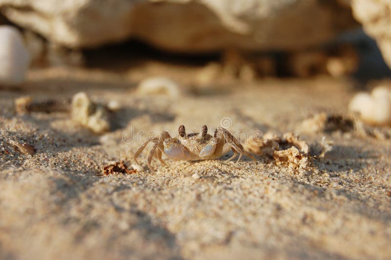The Little Crab Looks in a Chamber Stock Photo - Image of desert ...