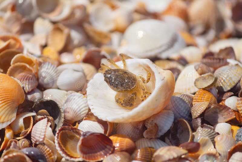 Little Crab in a Shell on a Sea Beach Stock Photo - Image of house ...