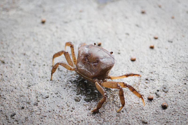 Little Crab Standing on Riverside Stock Image - Image of standing, pest ...