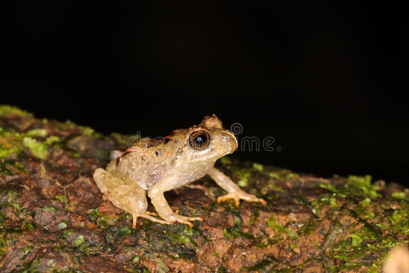 Little Craugastor Frog in the Rainforest Stock Photo - Image of insect ...
