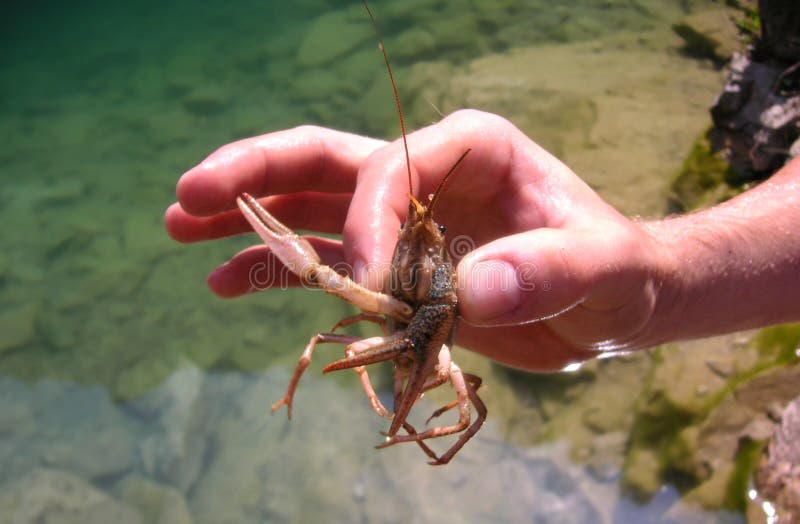 A Little Crawfish in the Hand Stock Photo - Image of dainty, crayfish ...