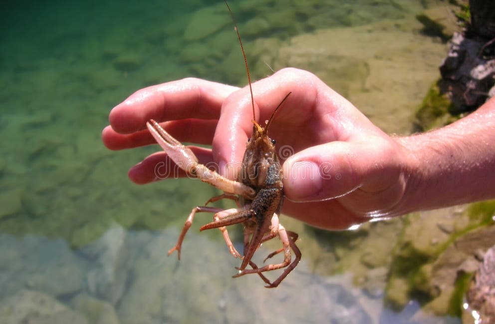 A Little Crawfish in the Hand Stock Photo - Image of dainty, crayfish ...