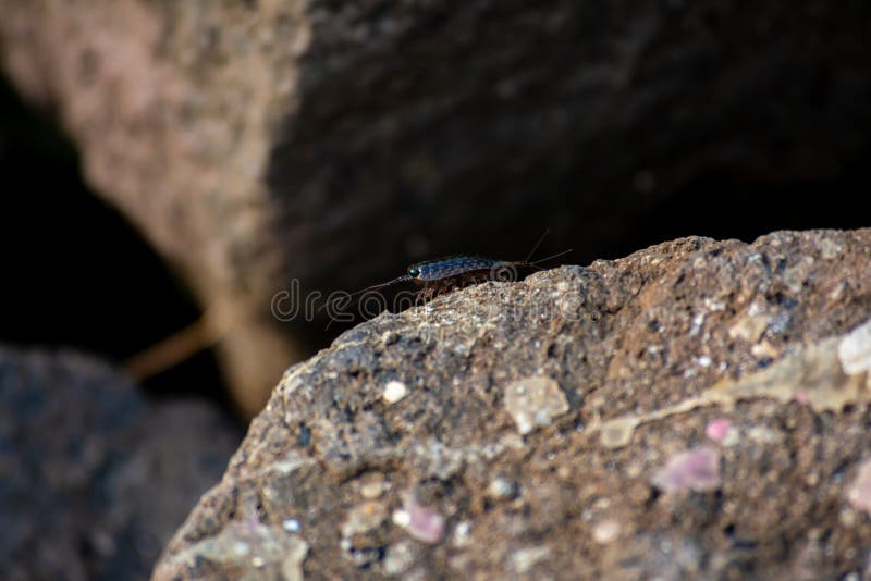 Little Creature Like Shrimp Creep on Rock at Beach Stock Photo - Image ...