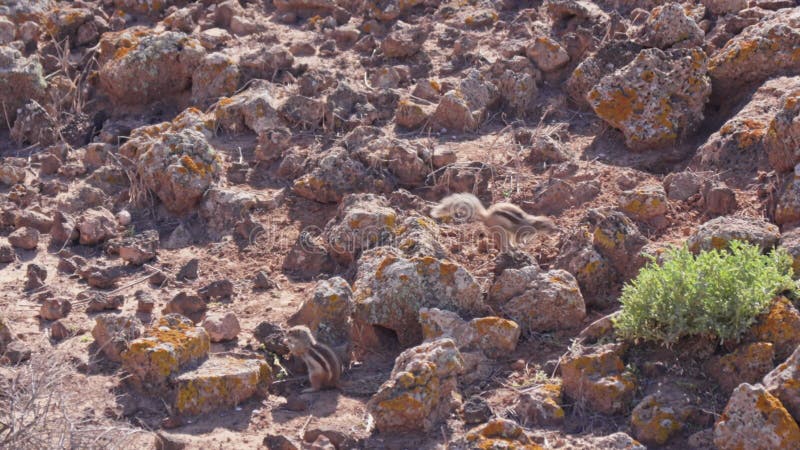 Little Creatures Exploring Rocky Ground in Nature Stock Footage - Video ...