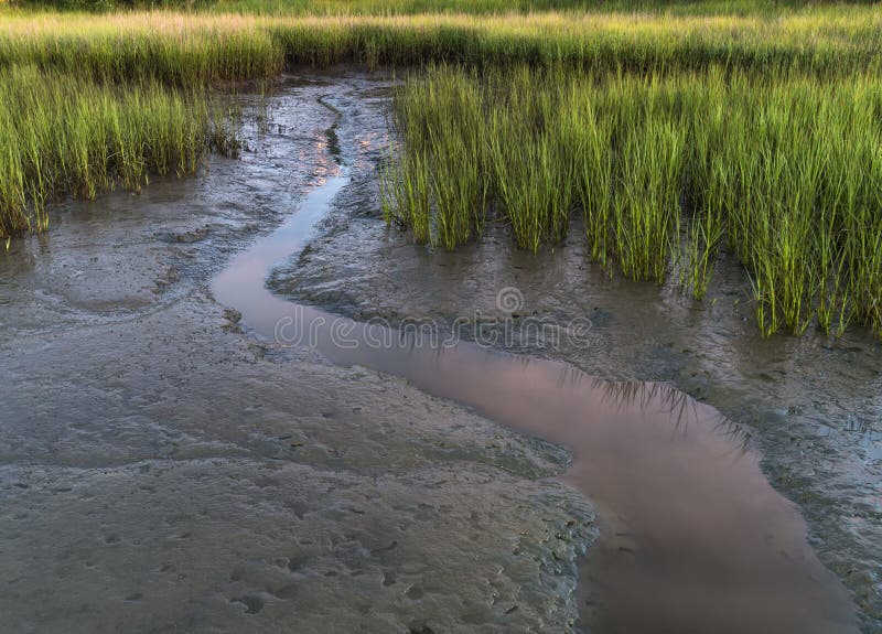 Little Creeks stock image. Image of running, little, river - 72274669