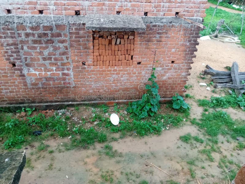 A Little Creeper& X27;s in Backyard Stock Image - Image of green ...