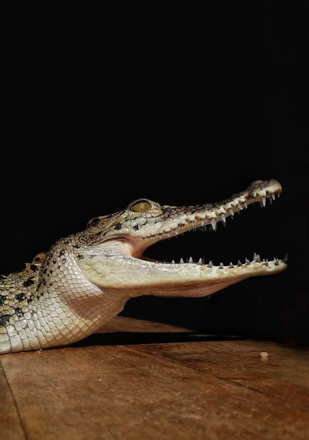 The little crocodile stock photo. Image of crocodile - 209962986