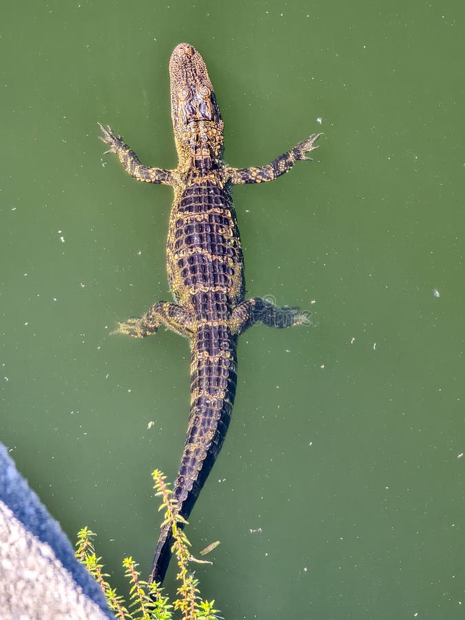 Little Crocodile stock image. Image of wildlife, animal - 279936897