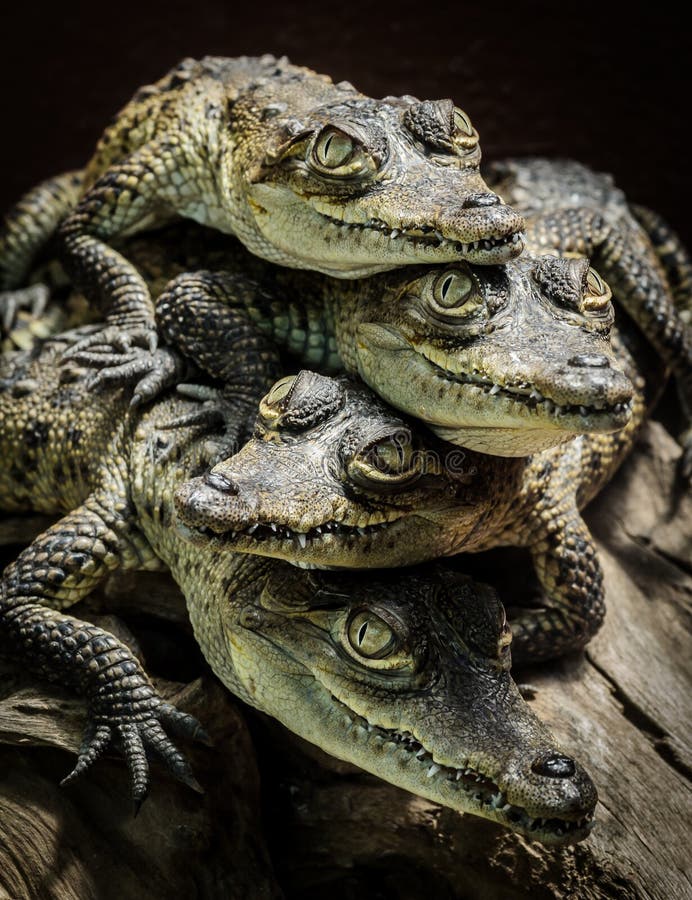 Little Crocodiles Resting and Stacked Stock Photo - Image of crocodilia ...