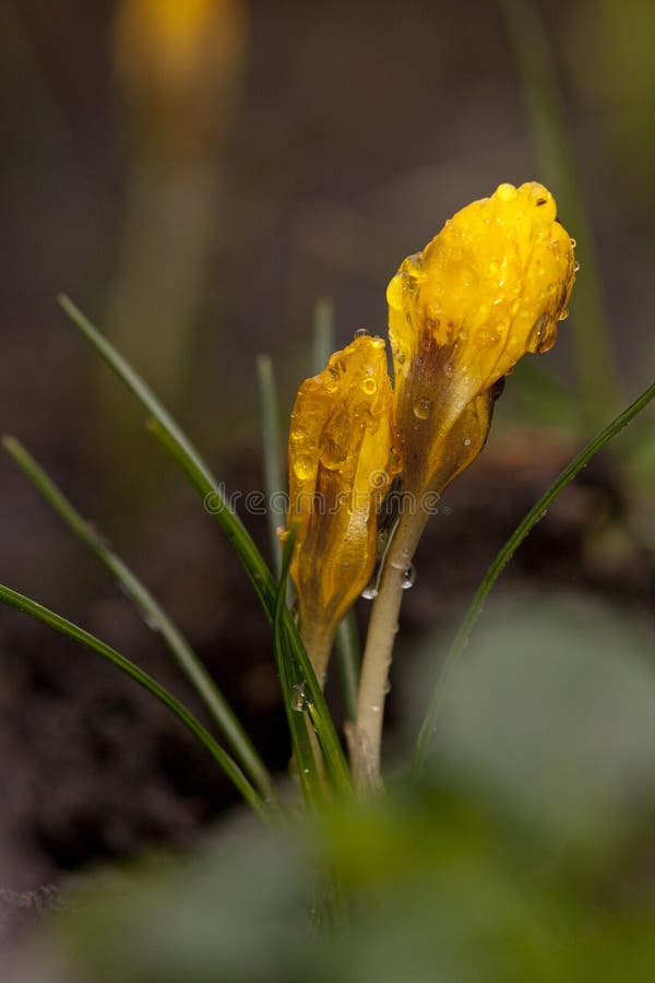 Little crocus stock image. Image of garden, green, blossom - 38150555