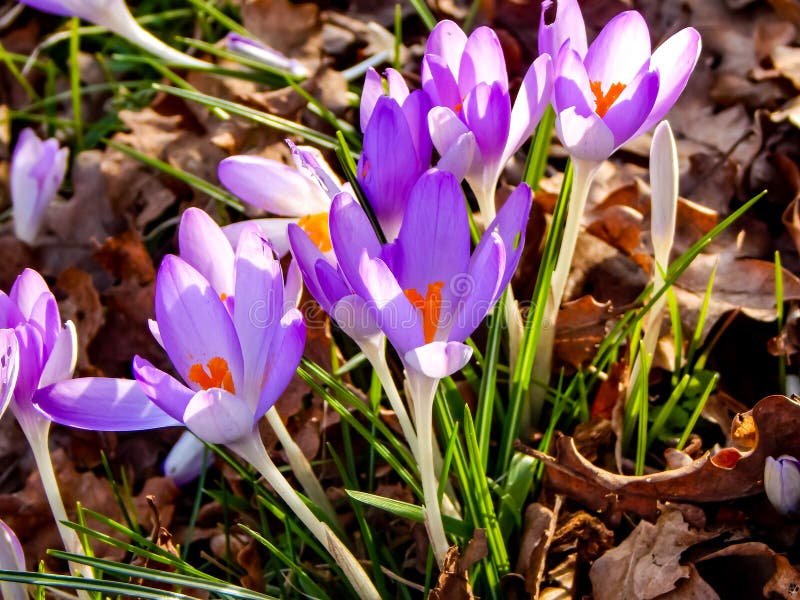 Little Crocuses Along the Way Stock Photo - Image of wildflower, orchid ...
