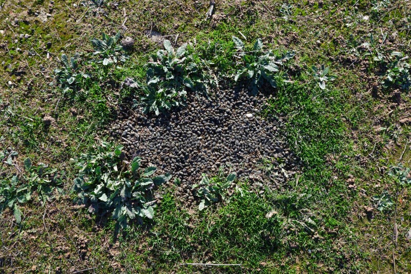 Little Crop of a Rabbit in the Grass Stock Photo - Image of plant ...