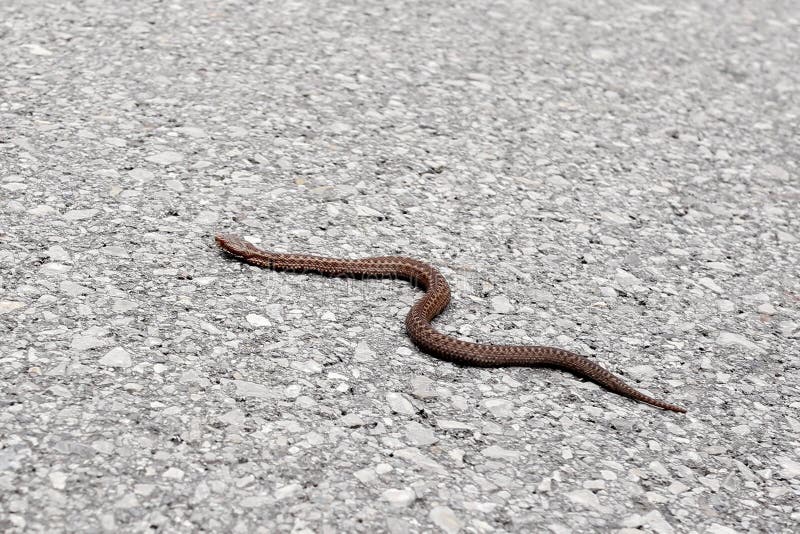 Little cross adder stock photo. Image of common, adder - 127146808