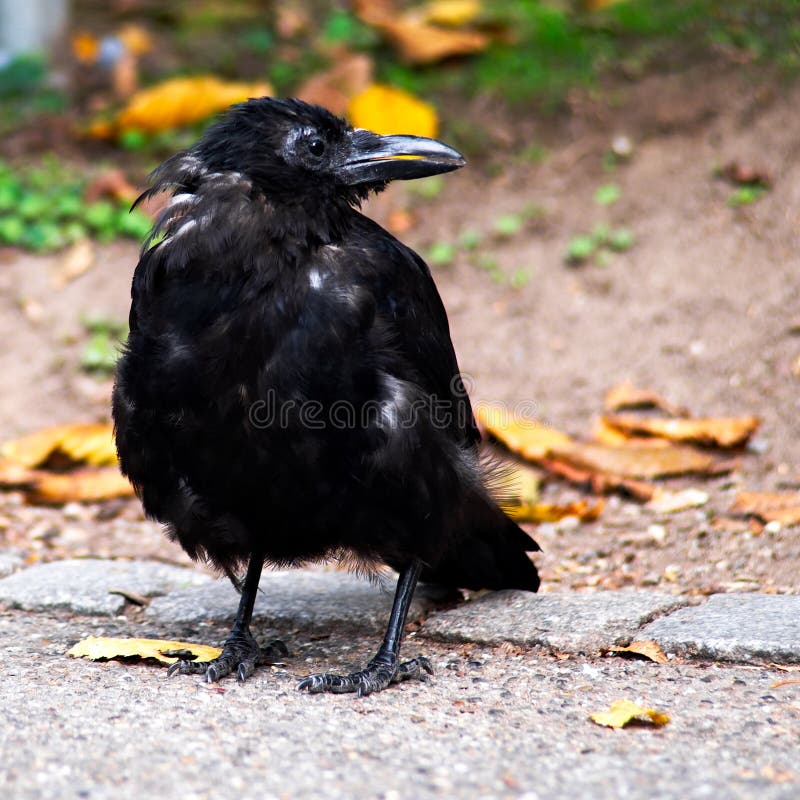 Little crow stock image. Image of black, cute, tree, blackbird - 62313701