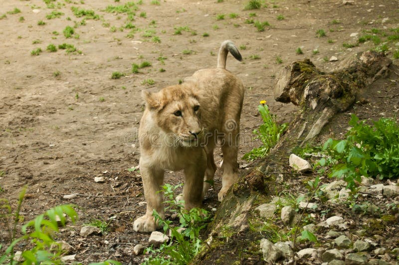 Little cub stock image. Image of africa, lions, wildlife - 54271905