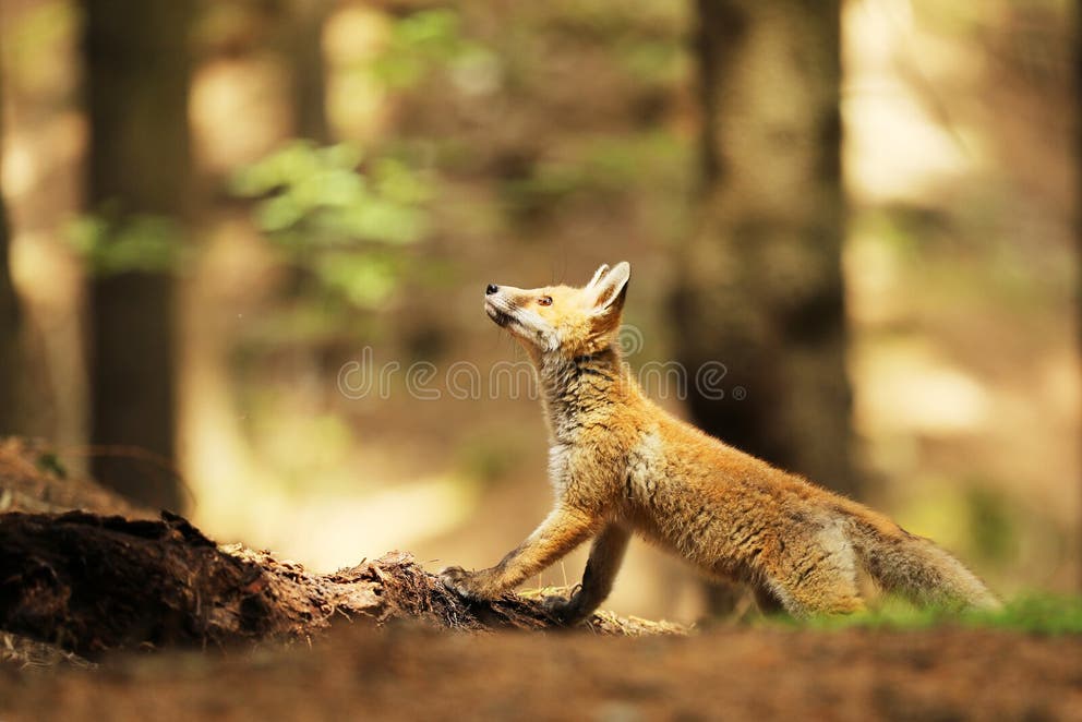 Little Cube of Red Fox Looking Up - Vulpes Vulpes Stock Photo - Image ...