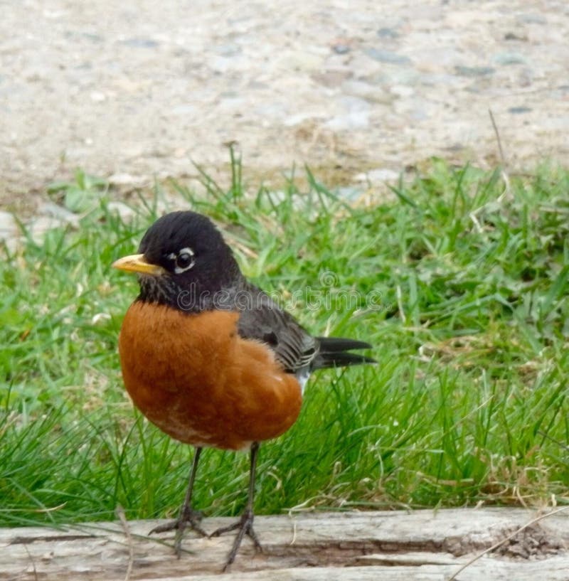 Little Robin red breast stock image. Image of robin - 184680089