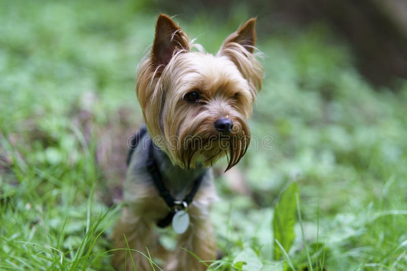 Little Curious Yorkshire Terrier on Green Grass in the Forest Stock ...