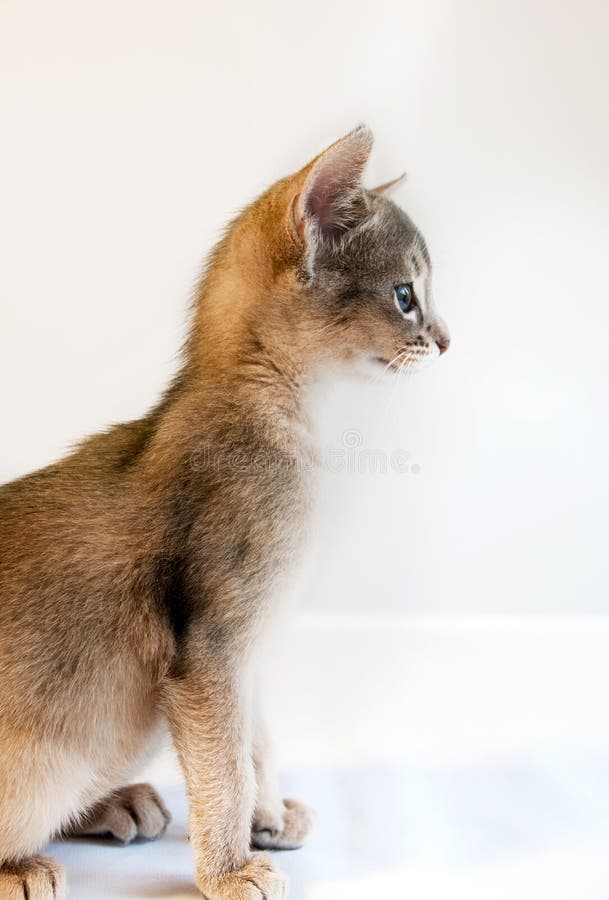 Little Cute Abyssinian Kitten Sitting Isolated Stock Image - Image of ...