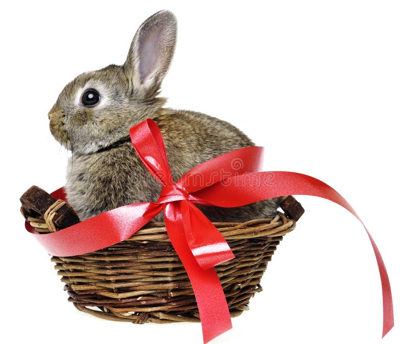 Little Cute Baby Rabbit in a Basket Stock Image - Image of little ...