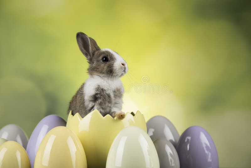 Little Cute Baby Rabbit, Easter Animal Holiday, Eggs and Green ...