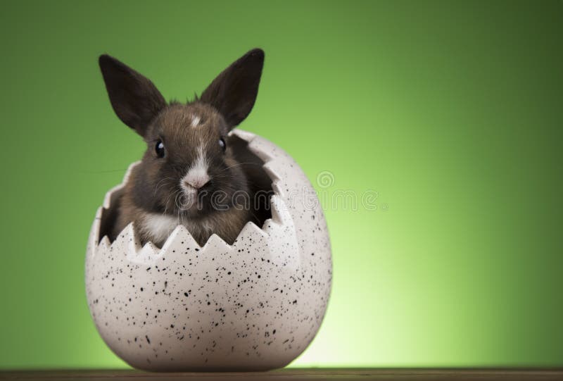 Little Cute Baby Rabbit and Easter Eggs Stock Photo - Image of cute ...