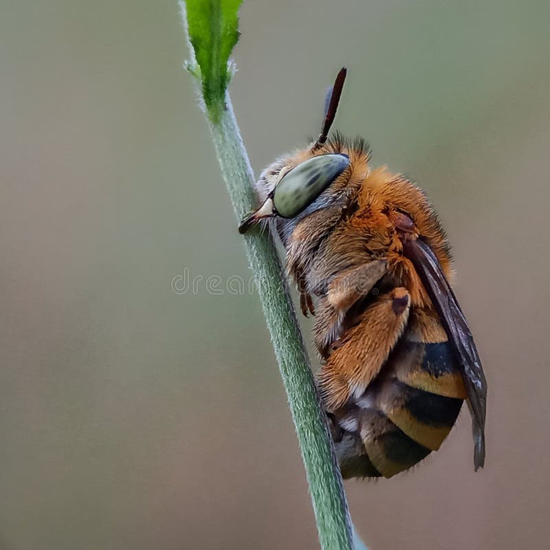 Little cute bee stock photo. Image of invertebrate, yellow - 191659336
