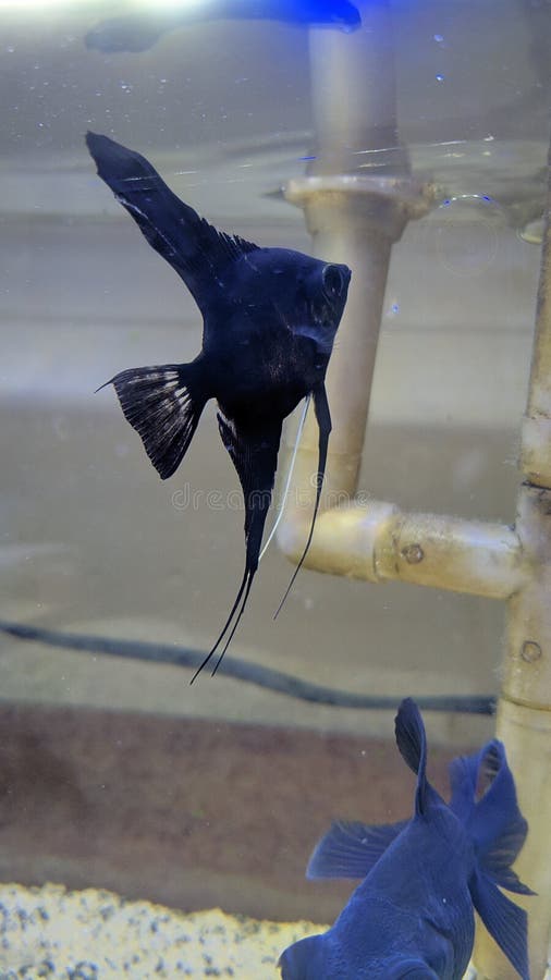 Little Cute Black Fish stock image. Image of animal - 263956401