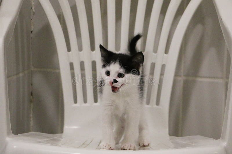 A Little Cute Black and White Kitten Stands Screaming on a White ...