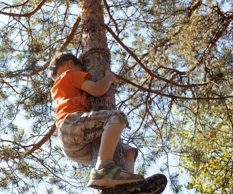 Little Cute Boy Climbing on Tree Stock Image - Image of casual ...