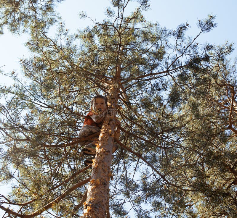 Little Cute Boy Climbing on Tree Hight Stock Photo - Image of garden ...