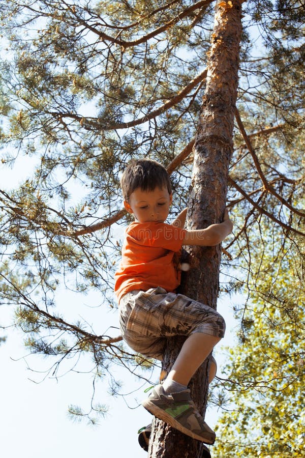 2,032 Little Cute Boy Climbing Tree Stock Photos - Free & Royalty-Free ... 2,032 Little Cute Boy Climbing Tree Stock Photos - Free & Royalty-Free ...