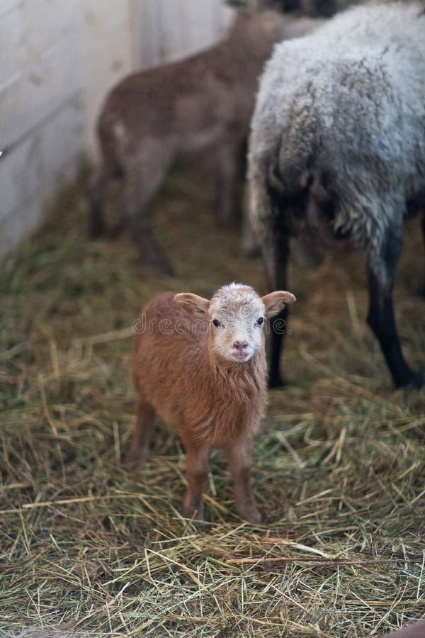 Little Cute Brown Lamb in the Stall. Stock Image - Image of grass, lamb ...
