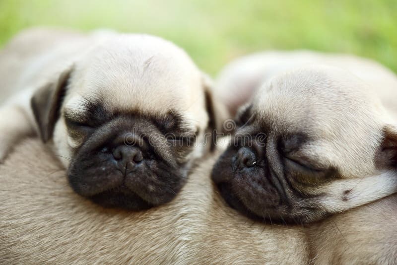 Little Cute Brown Pug in Green Lawn Stock Photo - Image of dopey ...