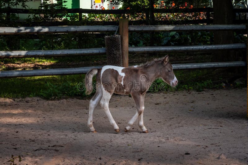 Little Cute Brown and White Pony Walking Outdoors. Editorial ...