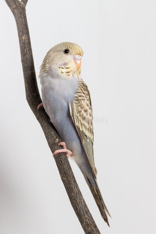 Little Cute Budgerigar stock photo. Image of puppy, wing - 70189310