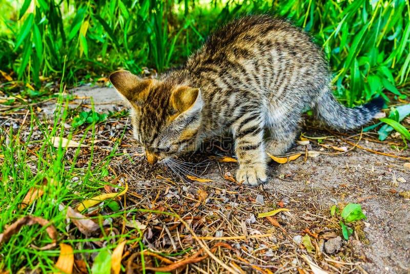 Cut cat stock image. Image of domestic, animal, kitty - 153609105