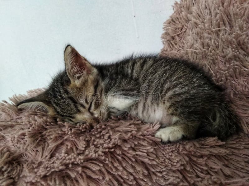 A Little Cute Cat Sleeping after Eat Stock Photo - Image of mammal ...