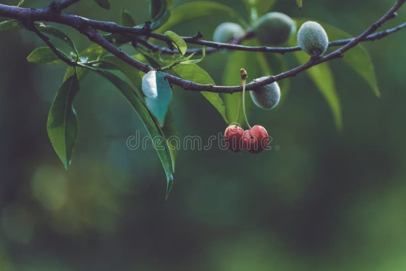 Little Cute Cherries from My Farm Stock Photo - Image of dramatic ...