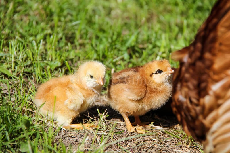 Cute Chickens Freshly Hatched. Spring Chicks Stock Image - Image of ...
