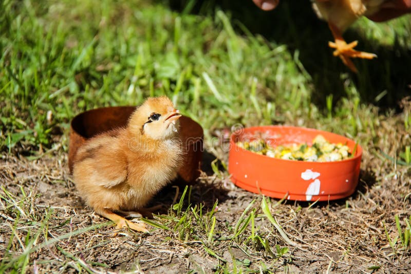 Cute Chickens Freshly Hatched. Spring Chicks Stock Image - Image of ...