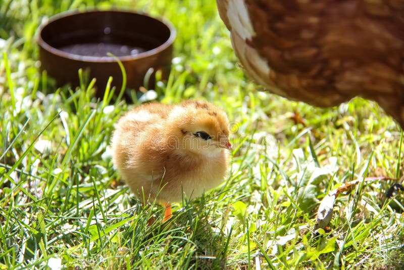 Cute Chickens Freshly Hatched. Spring Chicks Stock Photo - Image of ...